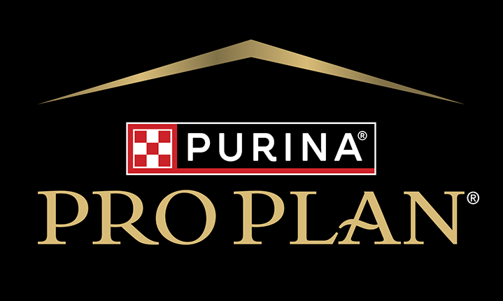 Sabia que existem plantas venenosas para gatos? | PURINA